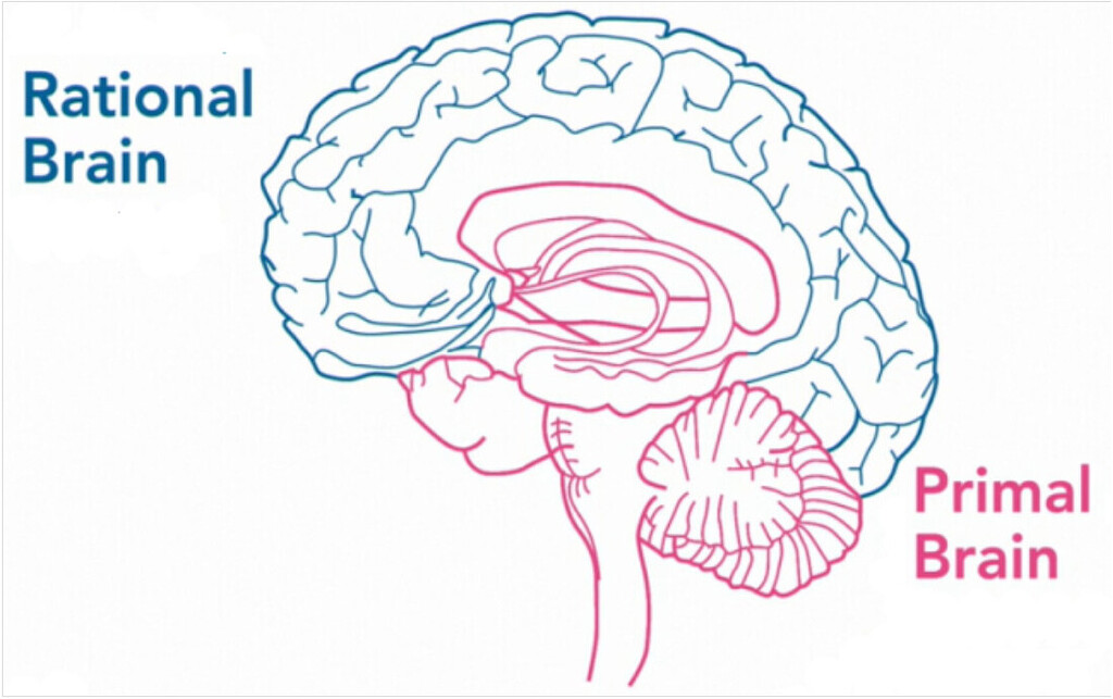 The Primal Brain - Our Unintentional Inner Saboteur - Trading ...